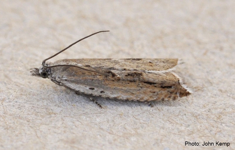 Ancylis subarcuana Lepidoptera Species