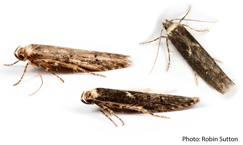 Blastobasis adustella Lepidoptera Species
