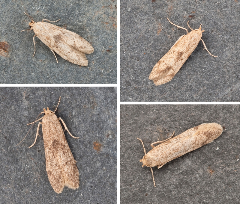 Blastobasis lacticolella Lepidoptera Species