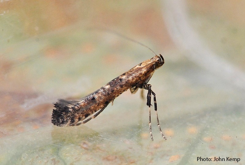 Caloptilia populetorum Lepidoptera Species
