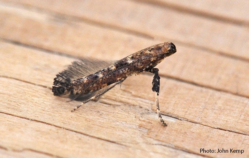 Caloptilia populetorum Lepidoptera Species