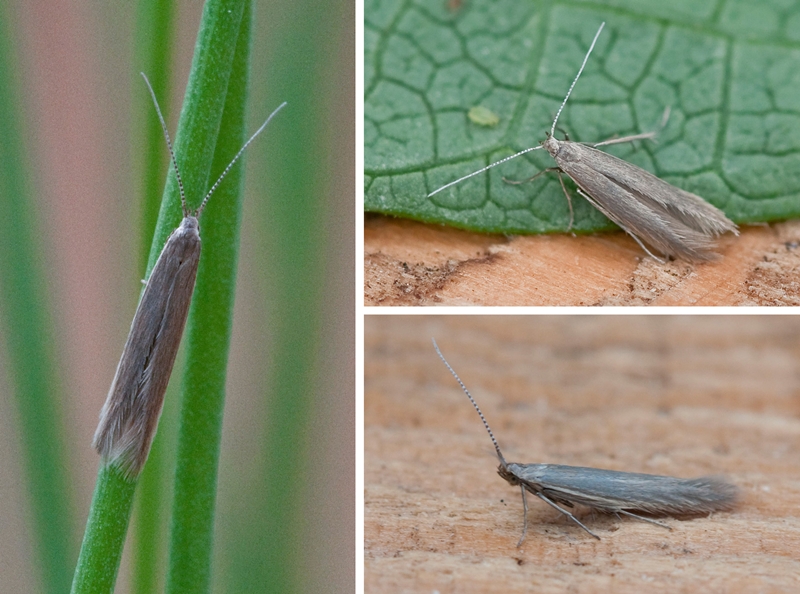 Coleophora alticolella Lepidoptera Species
