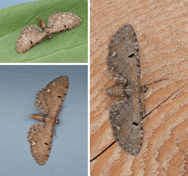 Eupithecia assimilata Lepidoptera Species