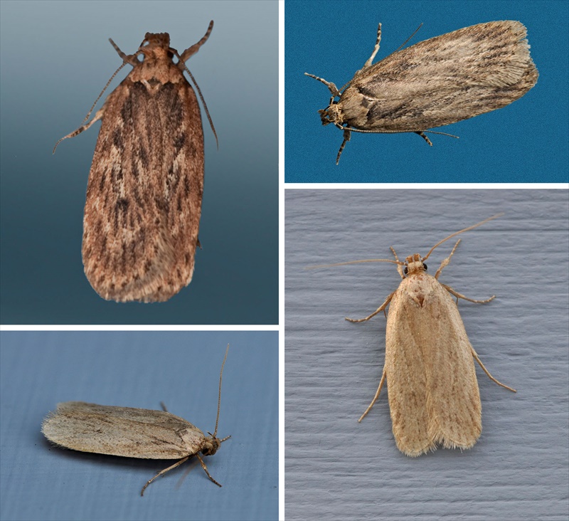 Depressaria radiella Lepidoptera Species