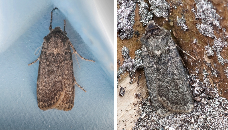 Rhyacia simulans Lepidoptera Species