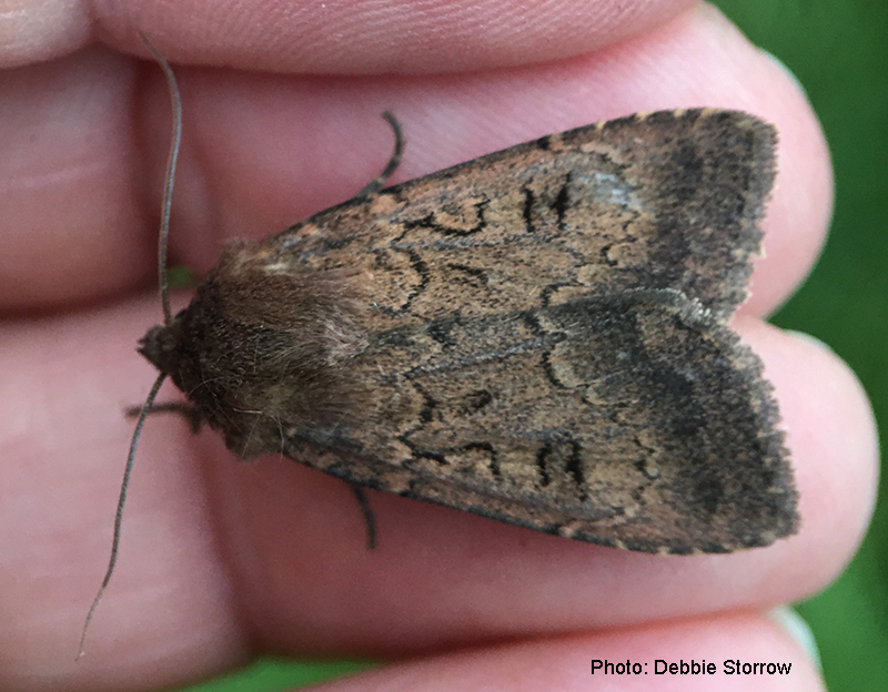 Graphiphora augur Lepidoptera Species