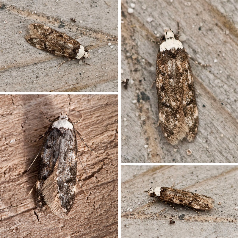 Endrosis sarcitrella Lepidoptera Species
