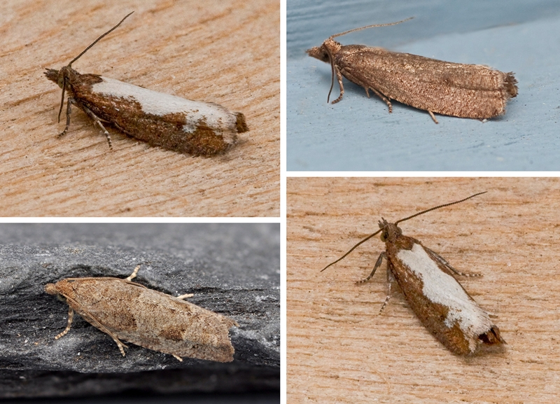 Epinotia caprana Lepidoptera Species