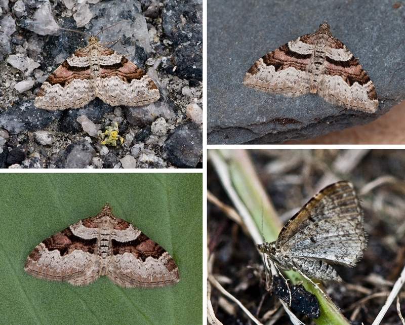 Xanthorhoe designata Lepidoptera Species