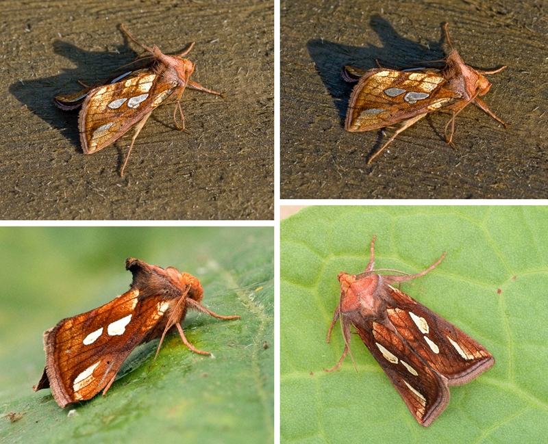 Plusia festucae Lepidoptera Species