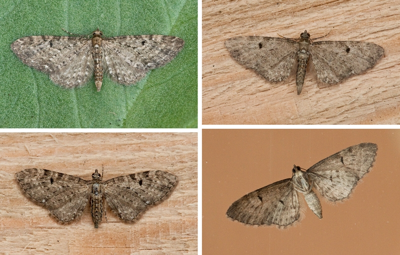 Eupithecia virgaureata Lepidoptera Species