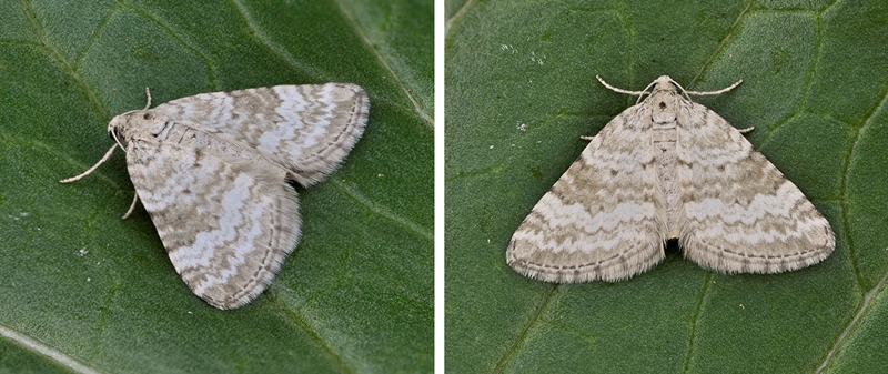 Perizoma albulata Lepidoptera Species