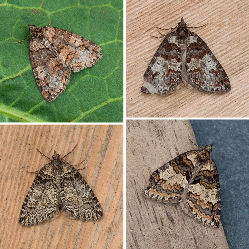 Hydriomena ruberata Lepidoptera Species