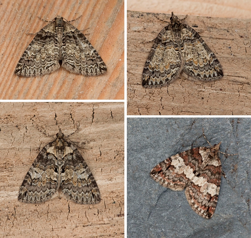 Hydriomena ruberata Lepidoptera Species