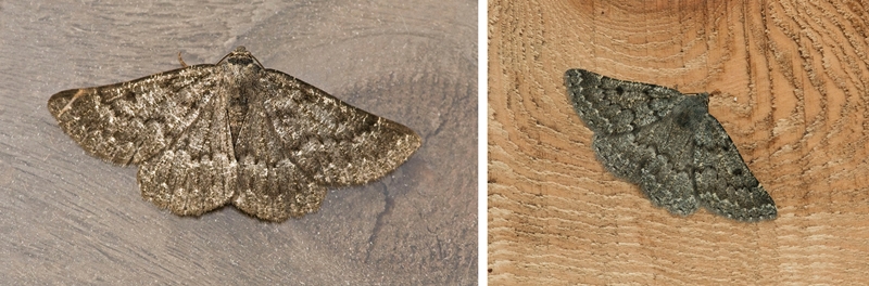 Gnophos obfuscata Lepidoptera Species