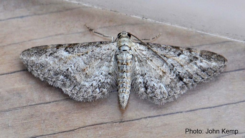 Eupithecia subumbrataLepidoptera Species